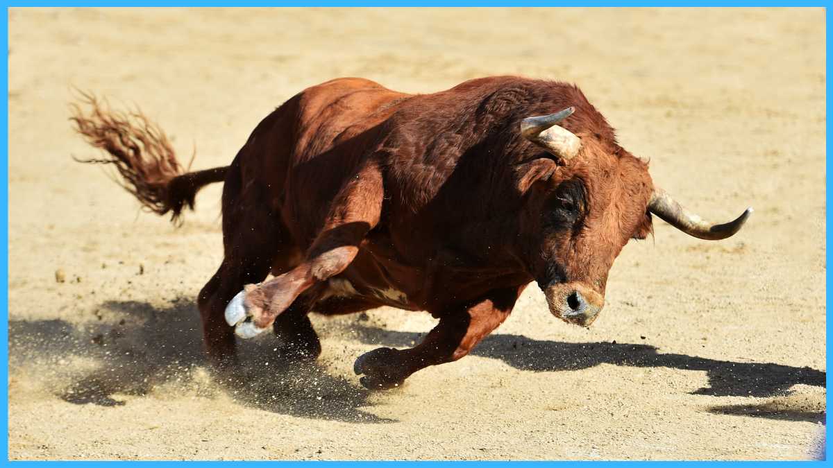 Bull Riding Rules: How To Ride, Scoring, Winning, Strategy