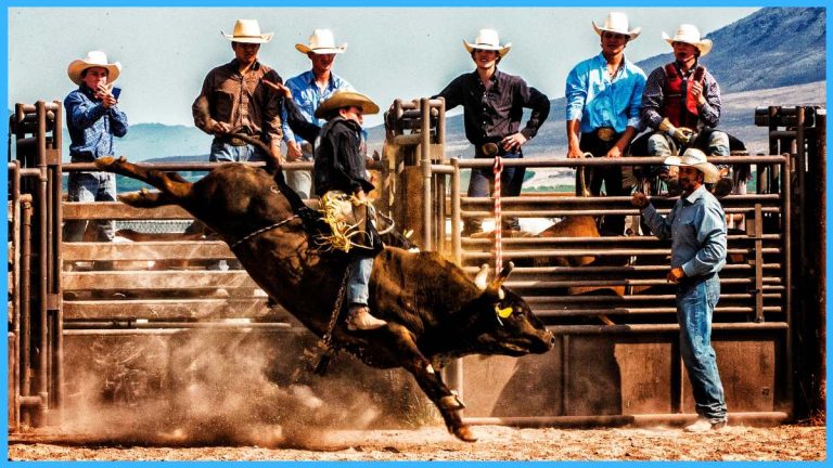Bull Riding Rules: How To Ride, Scoring, Winning, Strategy